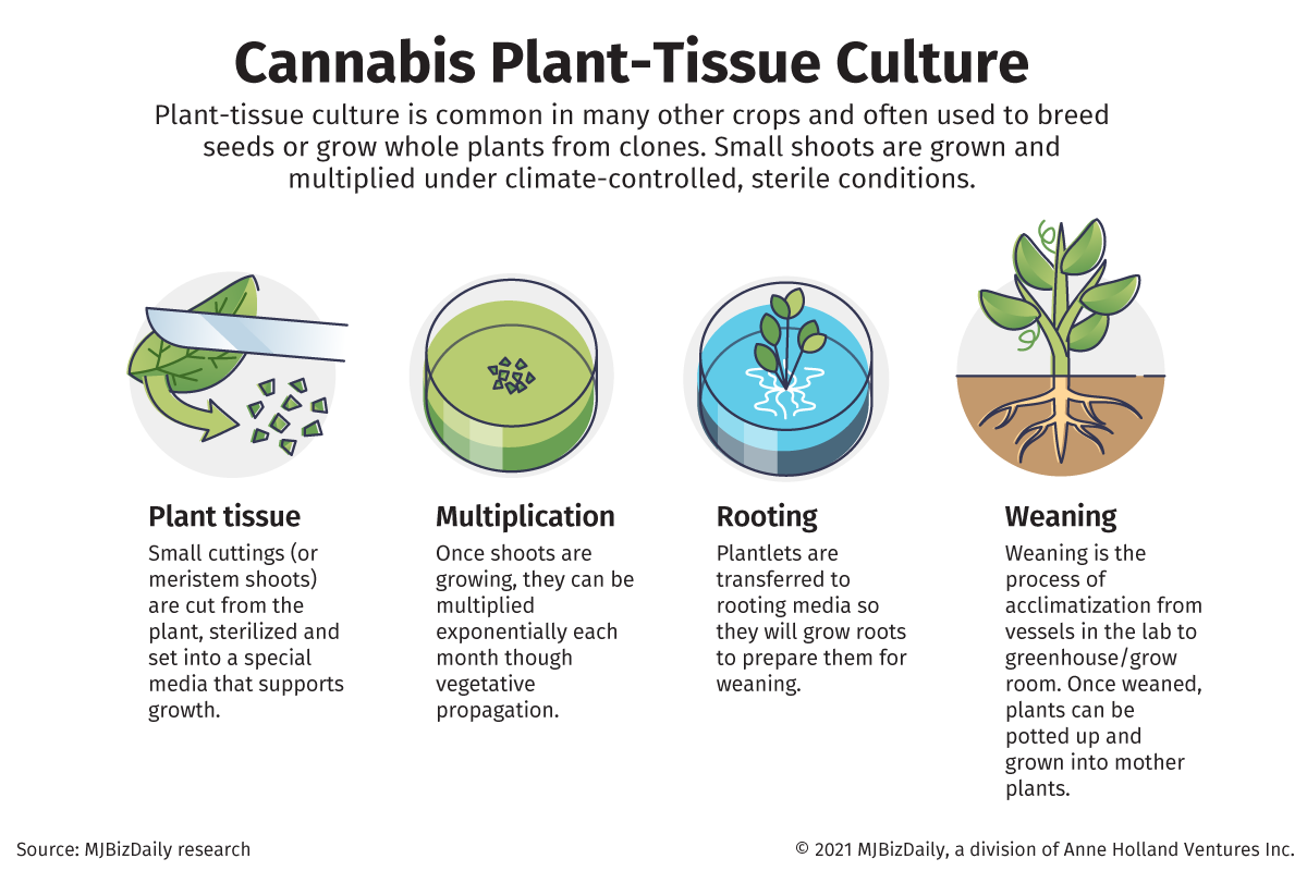 More Than Clones What Cannabis Growers Need To Know About Tissue Culture More Than Clones What Cannabis Growers Need To Know About Tissue Culture